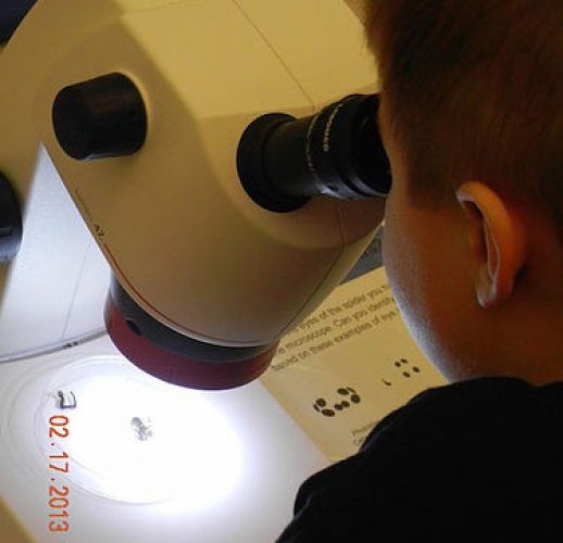 Microscope Madness! – Hebets Lab