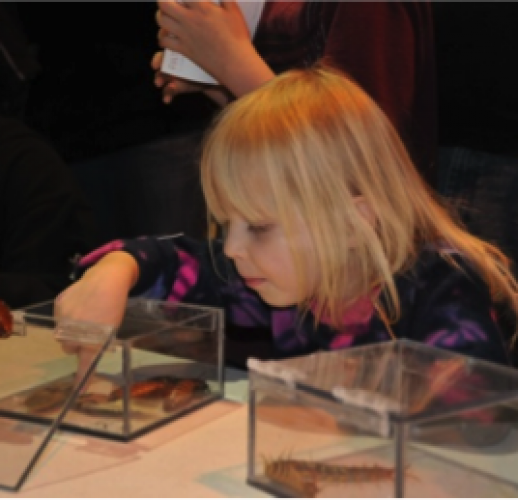 What Is an Arthropod Activity – Hebets Lab